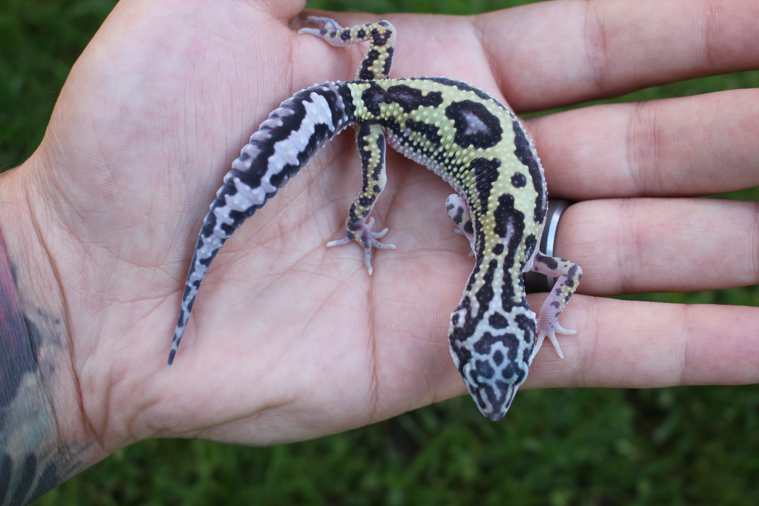 Gem Snow Leopard Gecko by Pm Geckos - MorphMarket