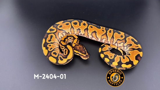 1.0 Red Stripe Yellowbelly Het Clown Het Piebald Ball Python by Spheric ...