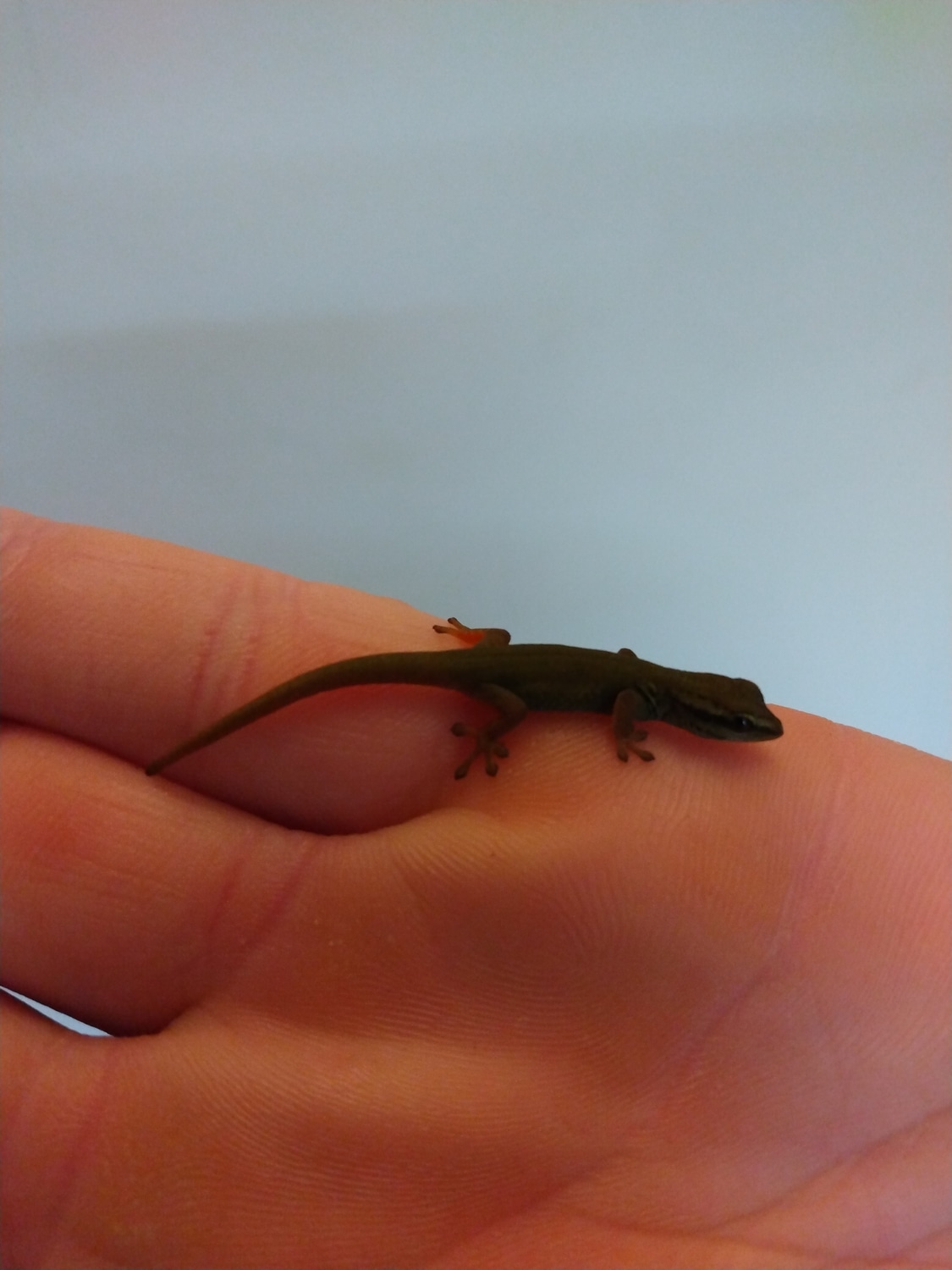 Electric Blue Lygodactylus Williamsi Day Gecko by Pauls Reptiles ...
