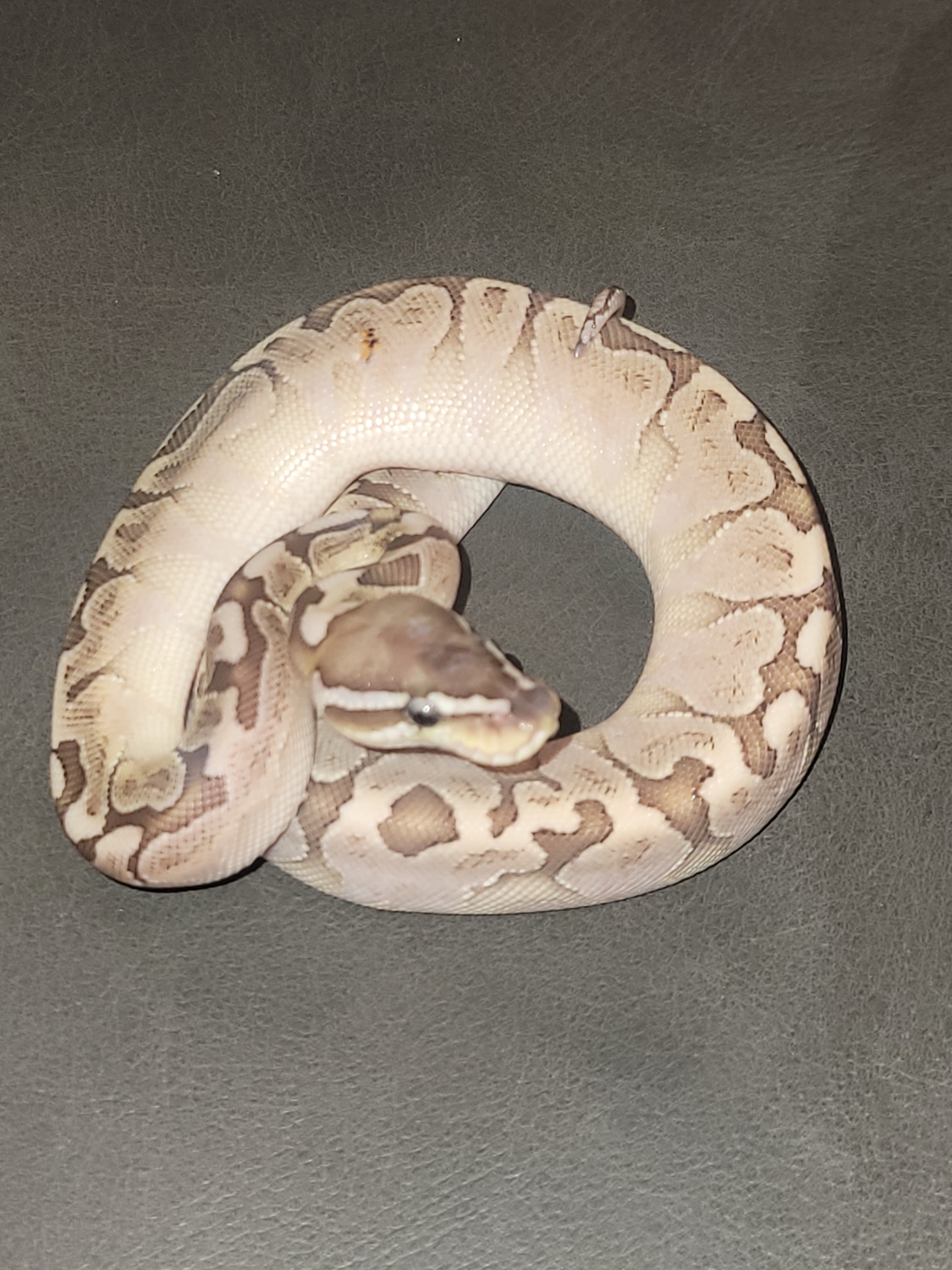 Bamboo Enchi Yellowbelly/gravel 100% Het Clown Ball Python by Permanent Marqs Pythons (PMP ...