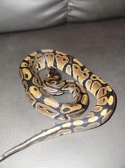 Enchi Yellowbelly/gravel 100% Het Clown Ball Python by Permanent Marqs ...