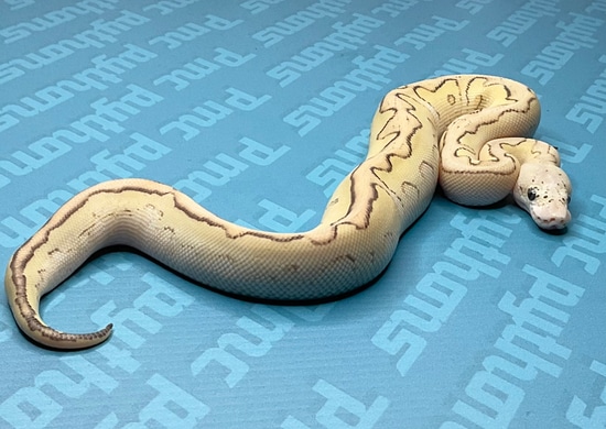 Lesser Firefly Blade Clown Ball Python by PMC Pythons