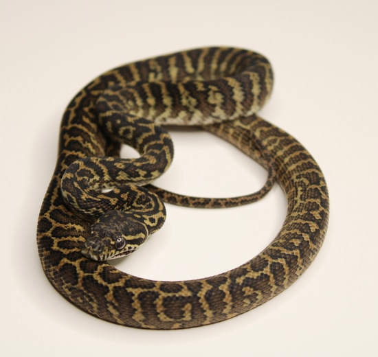 Zebra 50% Het Albino Other Carpet Python by Paul Moebel Exotics