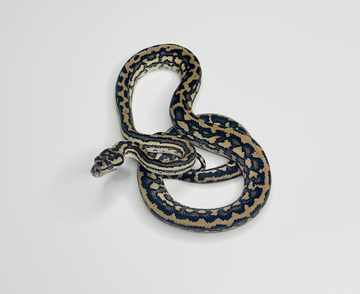 Striped Red Coastal Carpet Python by Paul Moebel Exotics - MorphMarket
