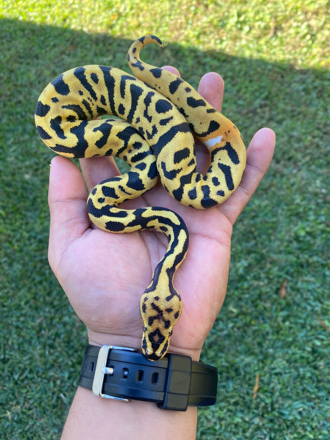 Fire Yellowbelly Spotnose Leopard Het Clown Ball Python by Paco Miranda ...