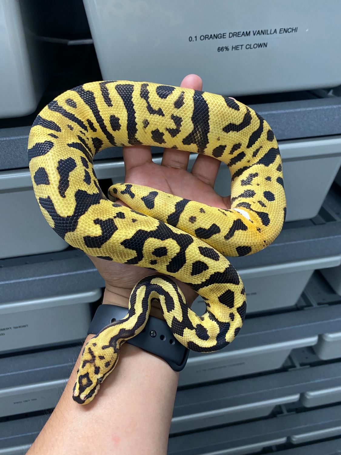 Fire Yellowbelly Spotnose Leopard Het Clown Ball Python by Paco Miranda ...