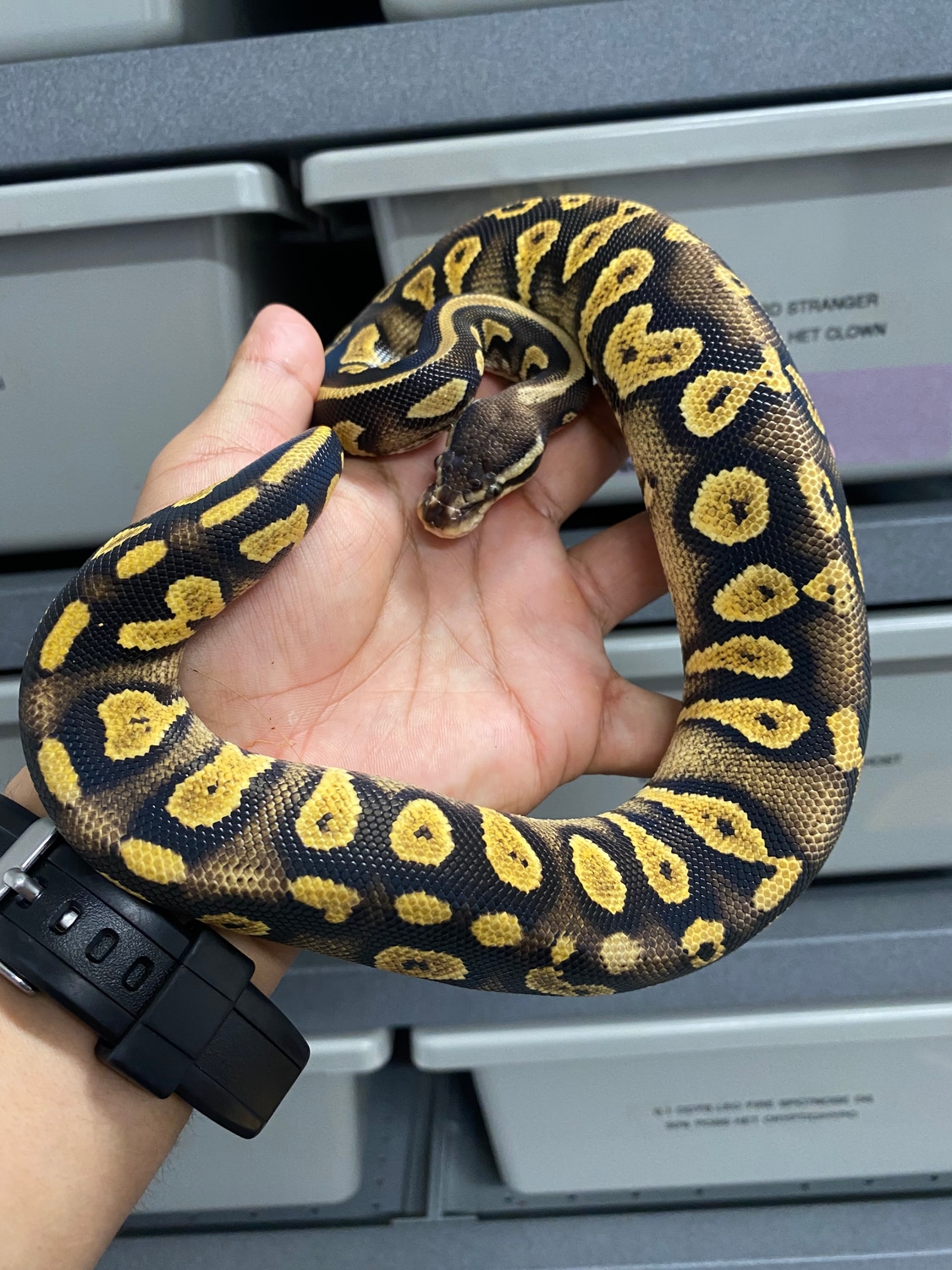Blackhead Pastel Yellowbelly Het Clown Ball Python by Paco Miranda ...