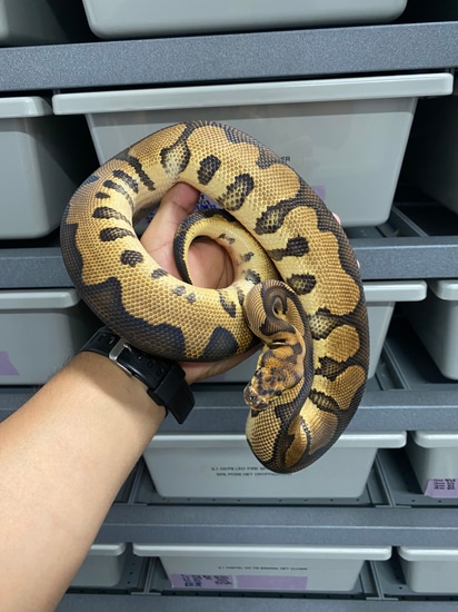 Leopard Yellowbelly Clown Ball Python by Paco Miranda Pythons