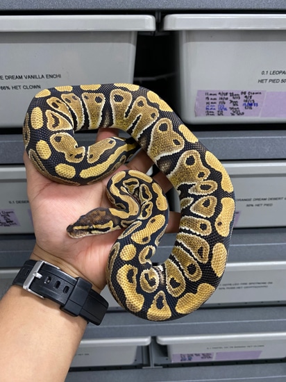 Het Desertghost Het Clown Ball Python by Paco Miranda Pythons