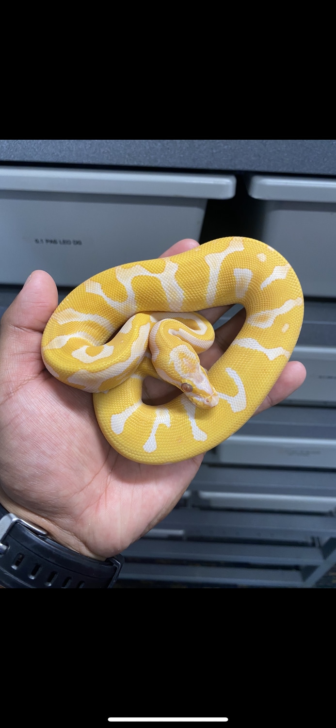 Yellowbelly Enchi Confusion Lavender Het Pied Ball Python by Paco ...