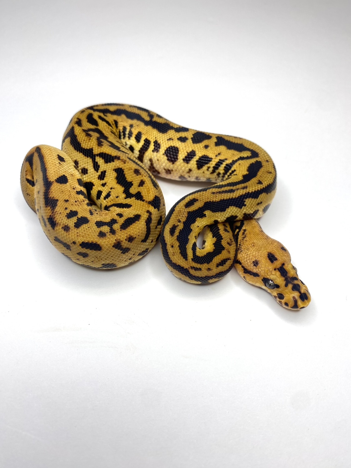 Fire Yellowbelly Batman Ball Python by Paco Miranda Pythons - MorphMarket