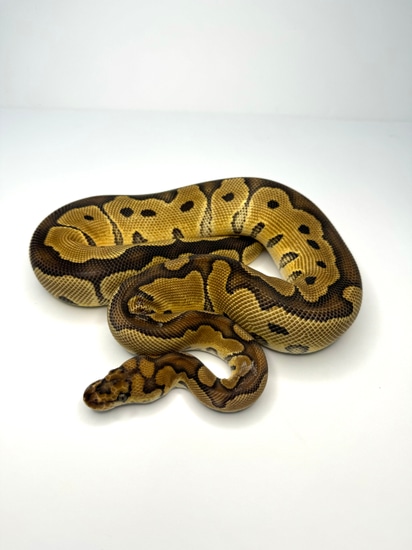 Clown Het Desert Ghost Ball Python by Paco Miranda Pythons