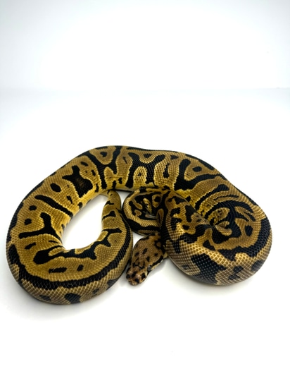 Spotnose Confusion Het Clown Ball Python by Paco Miranda Pythons