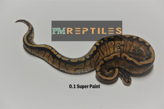 Super Paint Ball Python by PM Reptiles