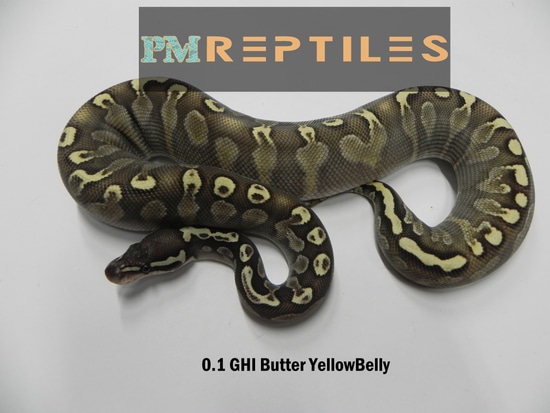 GHI Butter YellowBelly Ball Python by PM Reptiles