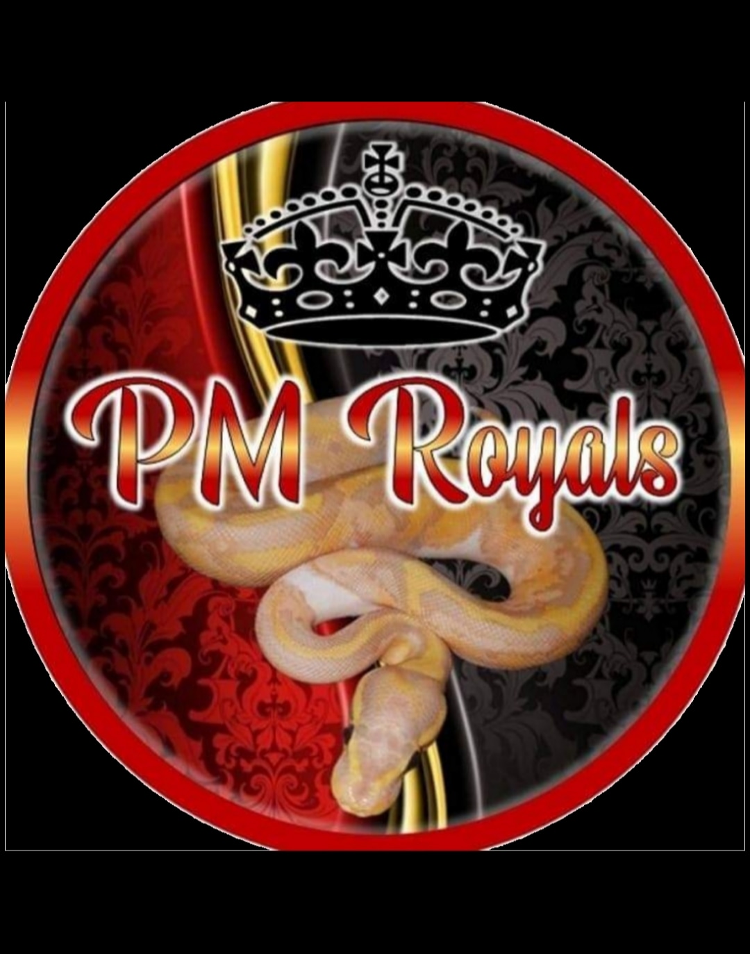 Ball Python Clutch: #2021 by PM Royals - MorphMarket