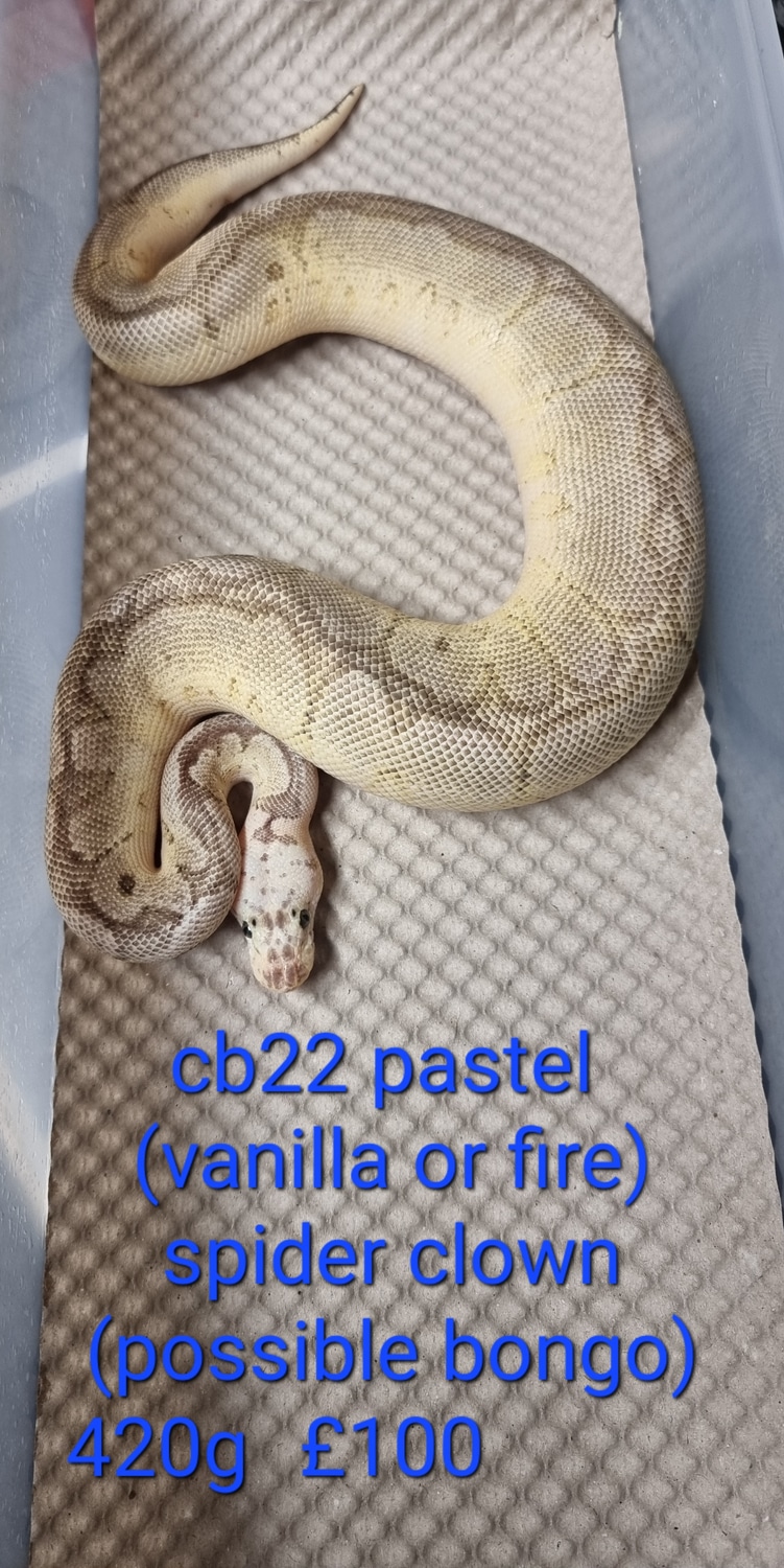 Pastel (Fire/vanilla) Spider Possible Blade Clown Ball Python by PM ...
