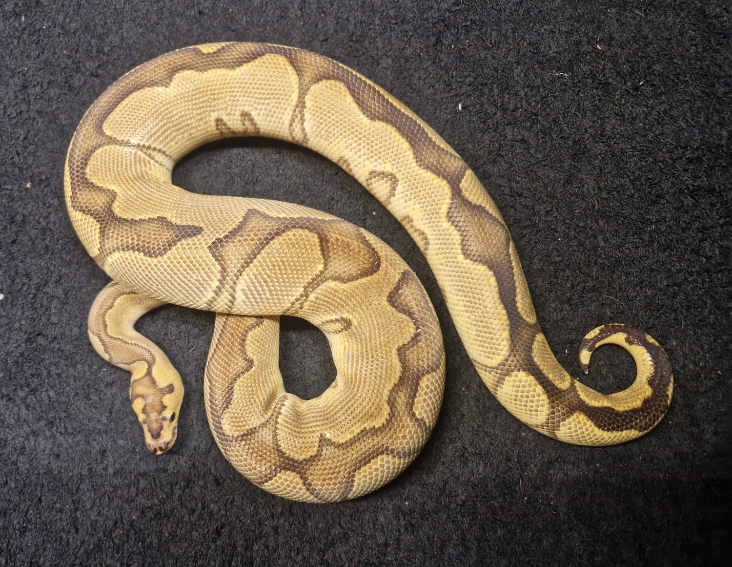PROVEN Enchi Sugar Clown Ball Python by PM Royals - MorphMarket