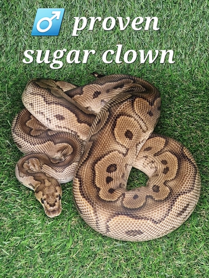 PROVEN Sugar Clown Ball Python by PM Royals