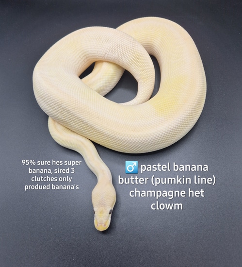 Super Banana Butter Champagne Het Clown Ball Python by PM Royals