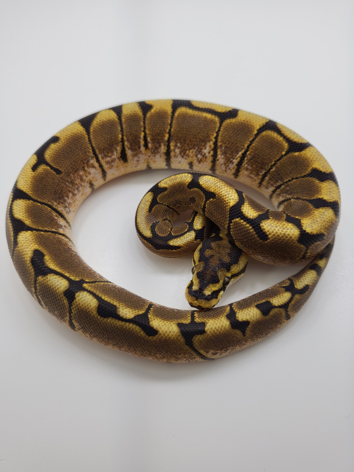 Spider Ball Python by Png Reptiles - MorphMarket