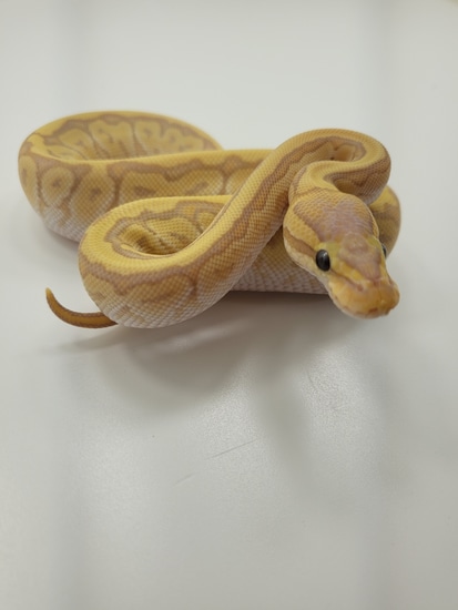 Banana Lesser Pinstripe Ball Python by Png Reptiles
