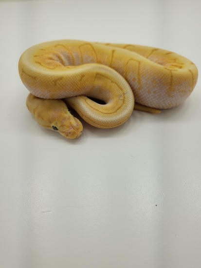 Banana Spinner Ball Python by Png Reptiles