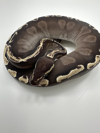 Mojave GHI Chocolate Ball Python by Png Reptiles