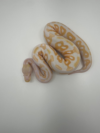 Cinnamon Albino Ball Python by Png Reptiles