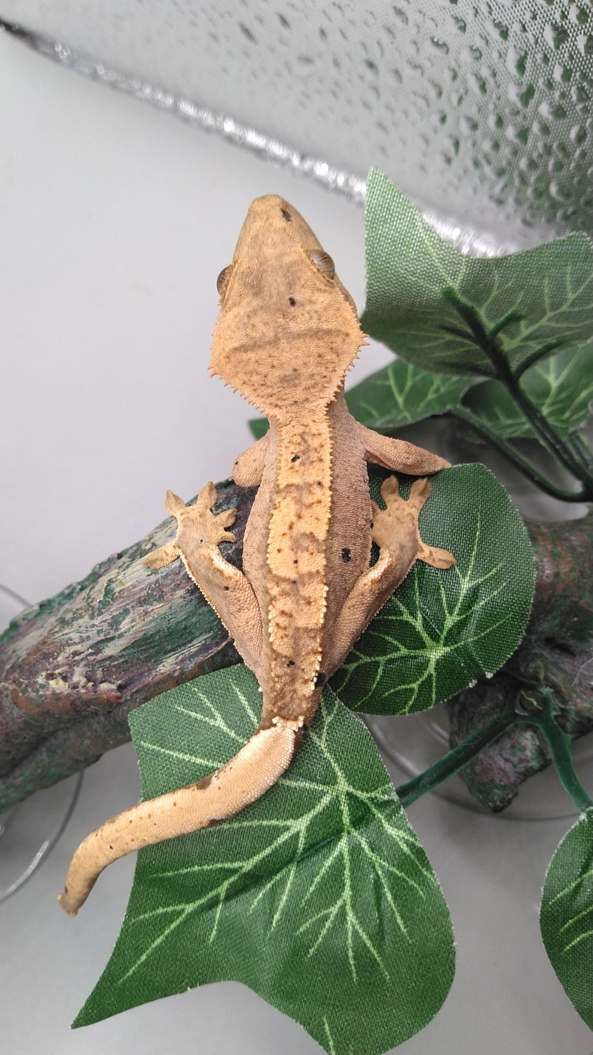 Yellow Brindle Harlequin Dal Spots Crested Gecko by Cowabunga Cresties ...