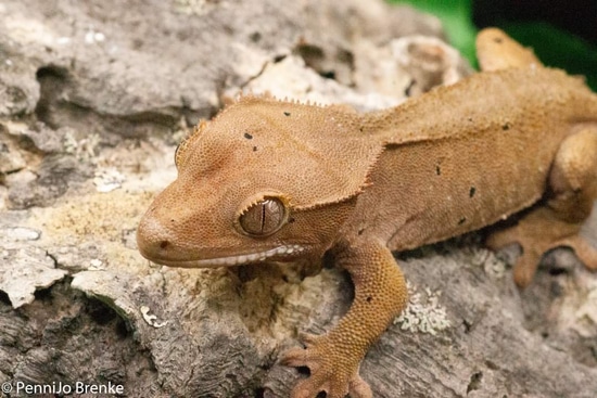Dark Olive Patternless Dalmatian Crested Gecko by Cowabunga Cresties