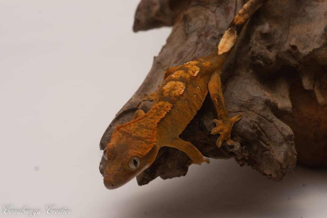 Bold Tiger Flame Crested Gecko by Cowabunga Cresties - MorphMarket