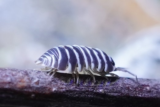 12 Ct. Zebra Isopods by Pacific North West Isopods