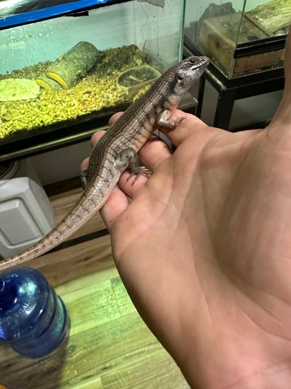 Kenyan Zebra Skink More Skink by PNW Family Reptiles