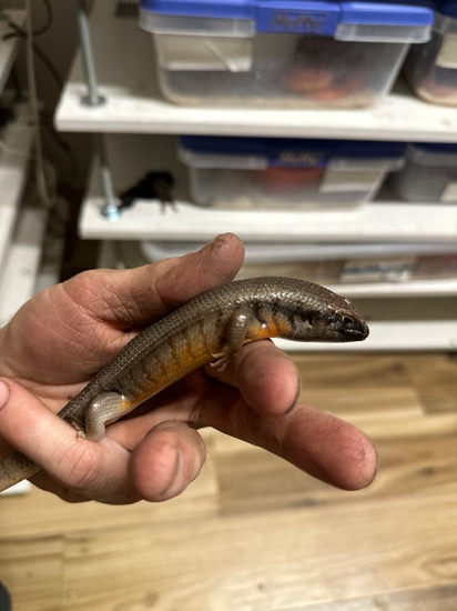 Kenyan Zebra Skink Pair More Skink by PNW Family Reptiles