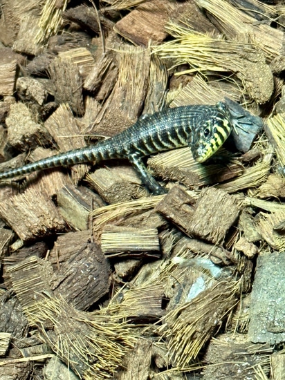 Juvenile Zebra Skink Wholesale More Skink by PNW Family Reptiles
