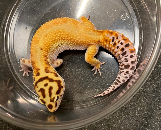 Clown X Blood Emerine Proven Breeder Female Leopard Gecko (2021) by ...
