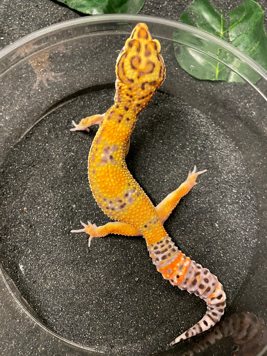 Clown Line (Female, 2022) Leopard Gecko by Pocket Sized Reptilia ...