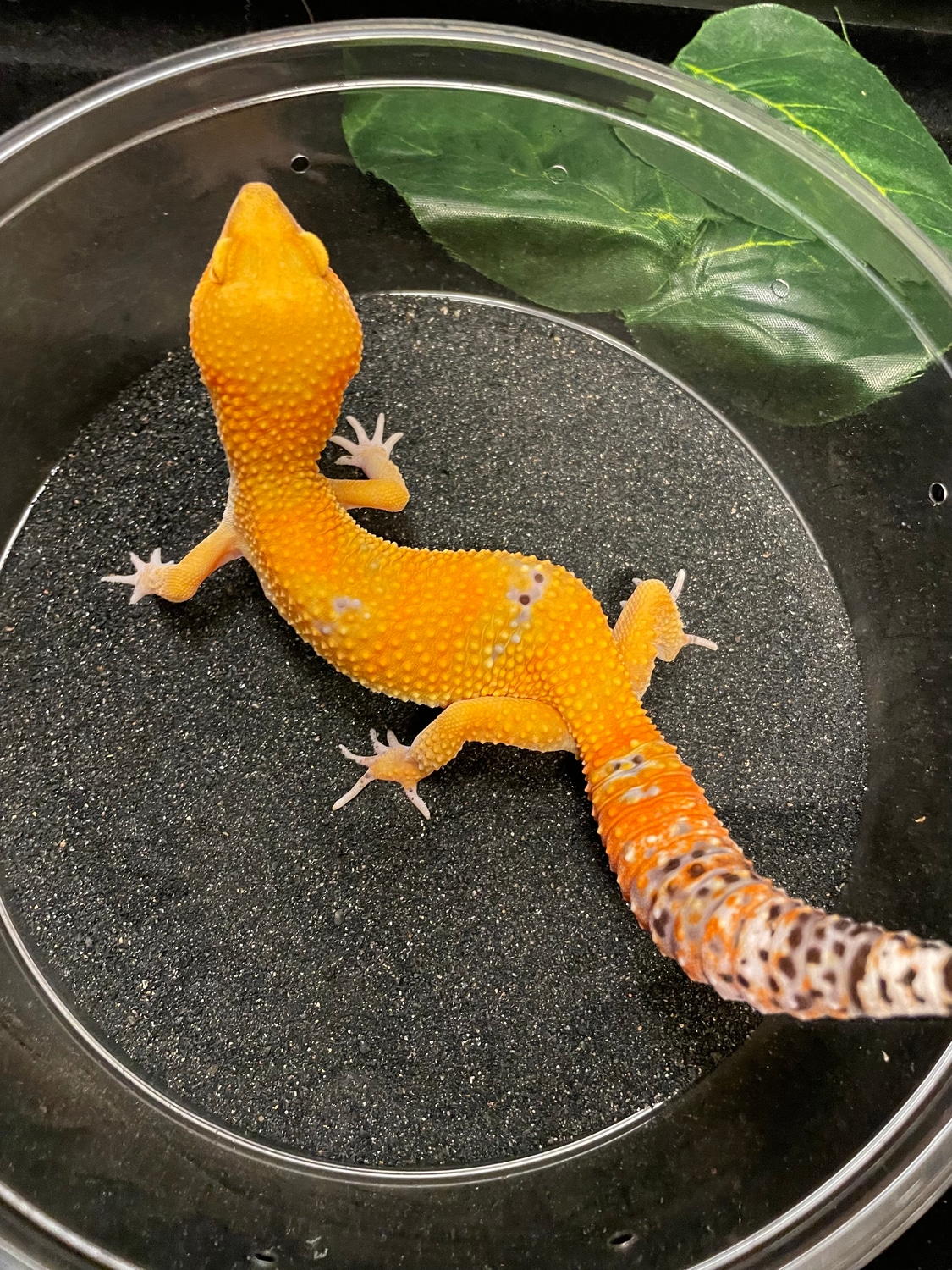Clown X Emerine X Tangerine Female (2022) Leopard Gecko by Pocket Sized ...