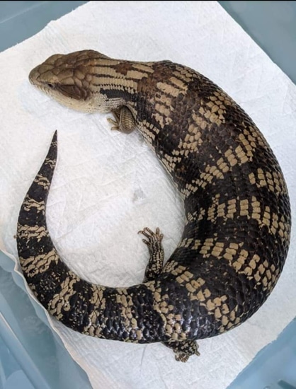 Victorian Eastern Blue-Tongued Skink by Pocono Herpetofauna