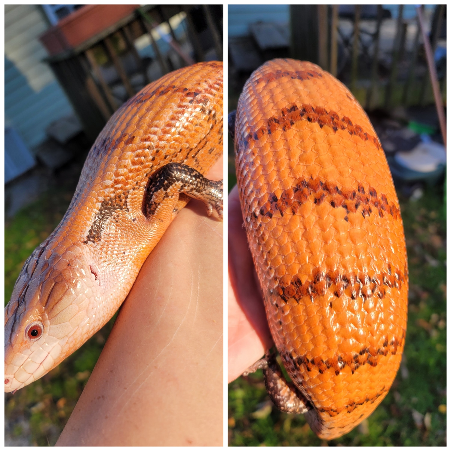 Adult Trio Cbb Orange Meraukes Merauke Blue-Tongued Skink by Pocono ...