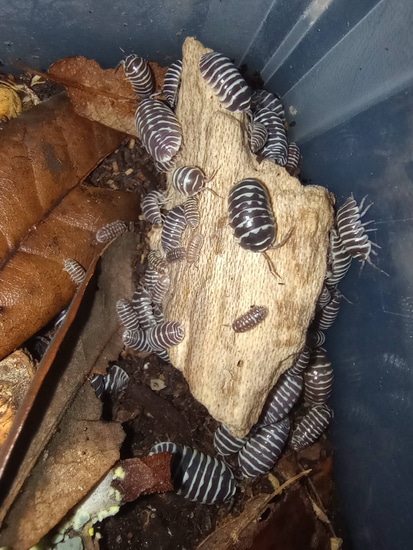 Armadillidium Maculatum "Zebra" (10-count) Isopod by To Creature Their Own