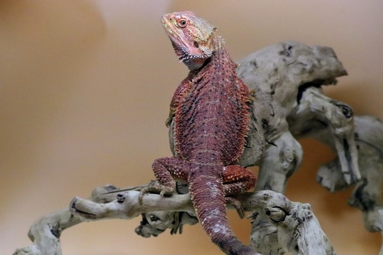 Red Male Dragon Central Bearded Dragon by Poe's Pogonas