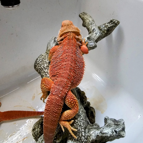 Red Male Central Bearded Dragon by Poe's Pogonas