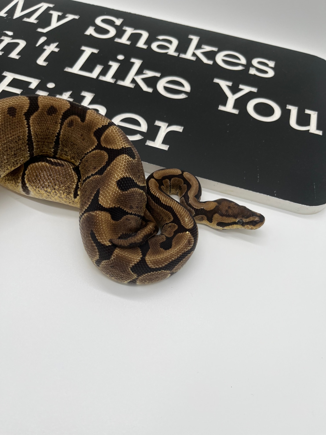 Woma Ball Python by Wild Things Exotic Reptiles - MorphMarket
