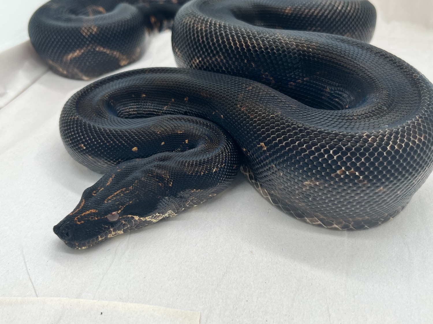 “EASTER DEAL” IMG Inca Boa Constrictor by Wild Things Exotic Reptiles ...