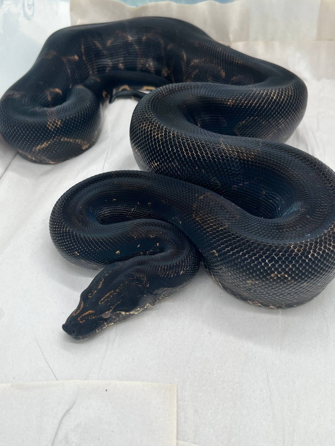 “EASTER DEAL” IMG Inca Boa Constrictor by Wild Things Exotic Reptiles ...
