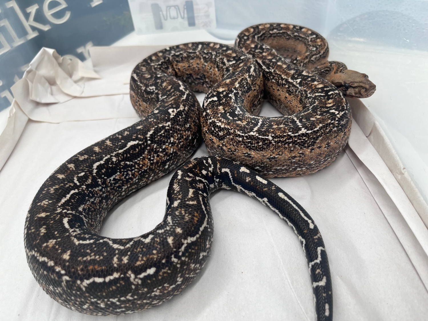 Hypo Sonoran Leopard Boa Constrictor by Wild Things Exotic Reptiles ...