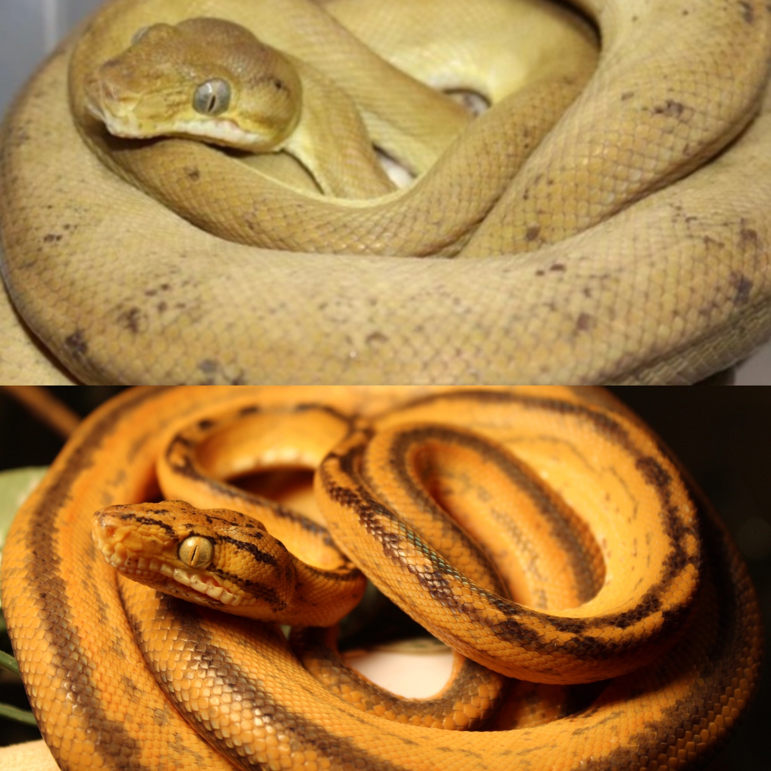 CB Tiger Amazon Tree Boa by Poey's Boas - MorphMarket