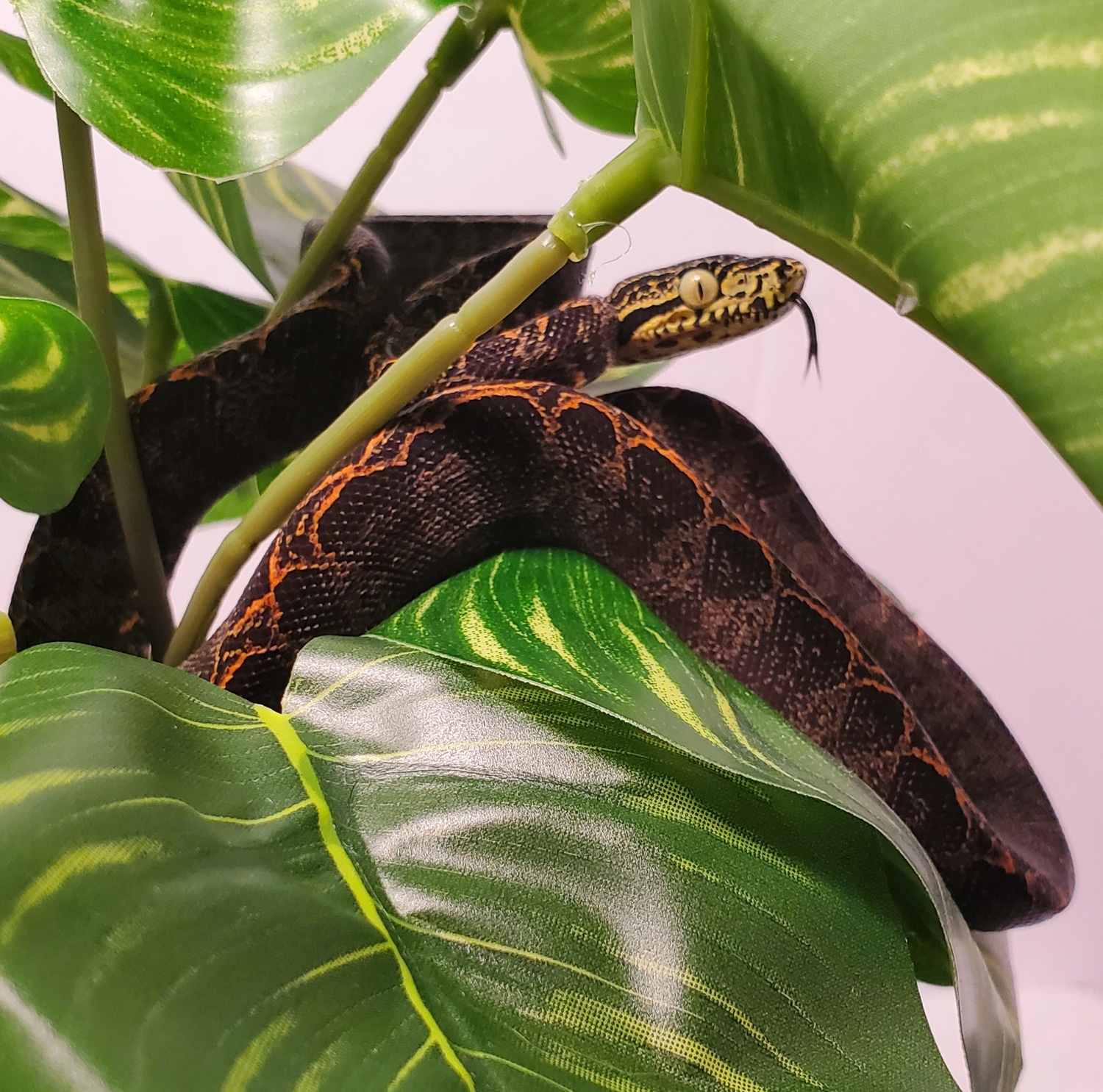CB 2022 Amazon Tree Boa by Poey's Boas - MorphMarket